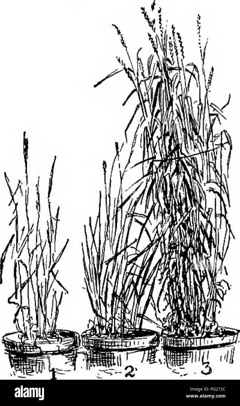 A beginner-friendly guide to botany, focusing on plant roots, their ...