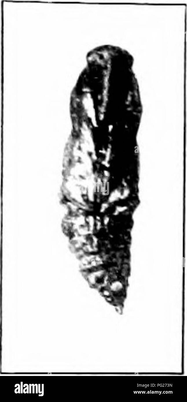 Strong flying insects Black and White Stock Photos & Images - Alamy