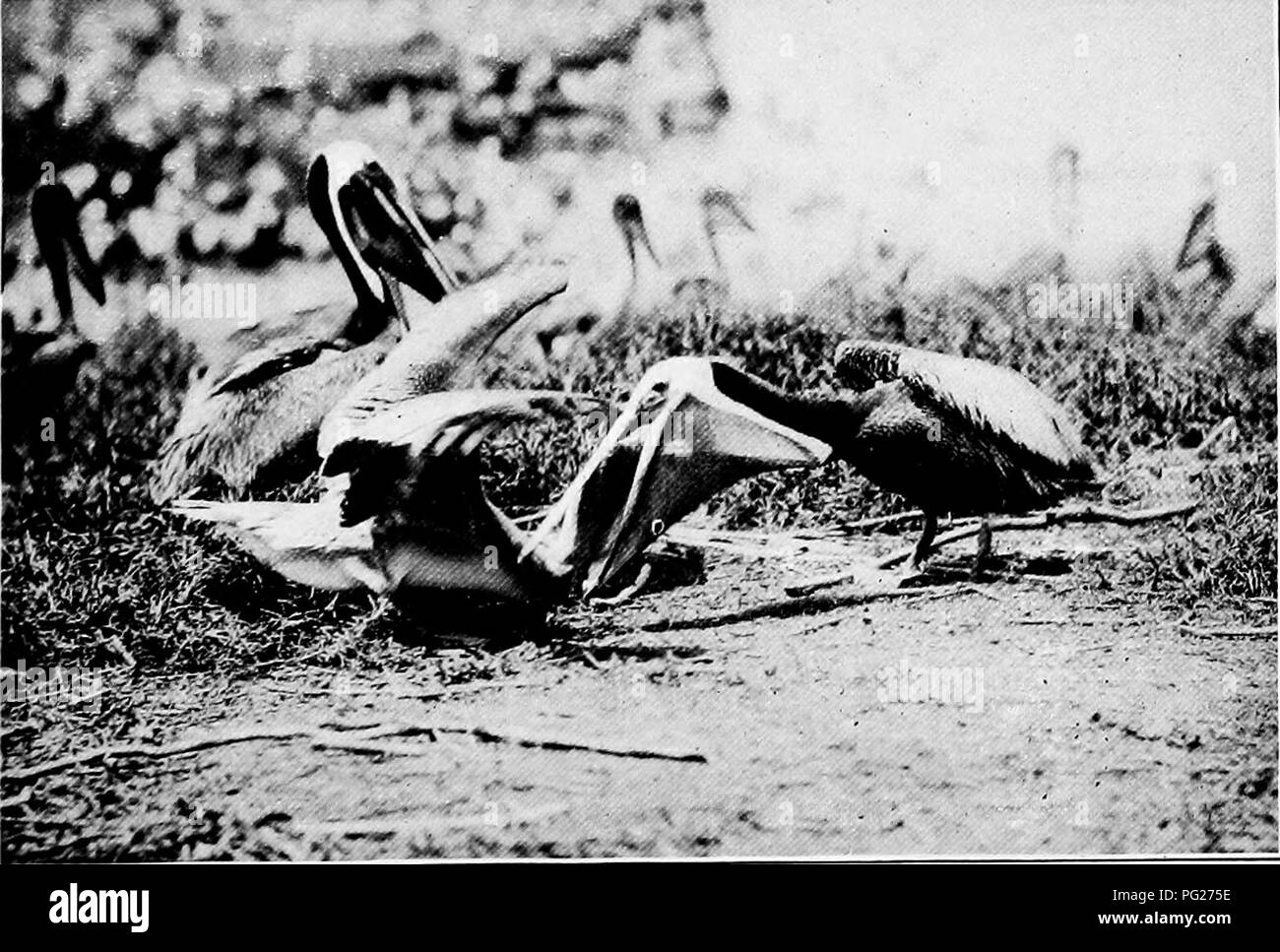 This image depicts the Brown Pelican, a member of the Pelecaniformes ...