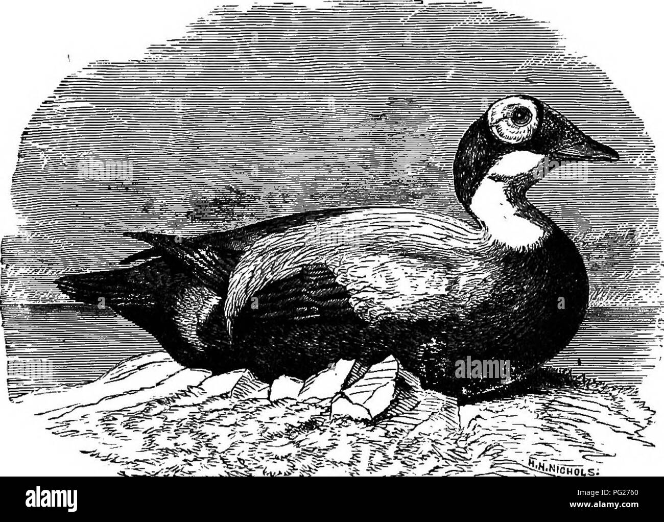 American eiders hi-res stock photography and images - Alamy