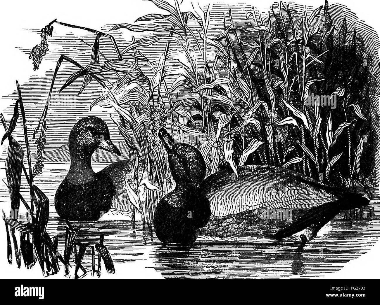 . Key to North American birds. Containing a concise account of every ...
