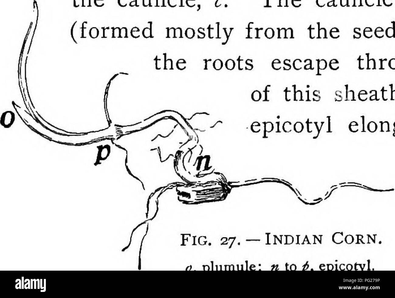 Cotyledon leaf Black and White Stock Photos & Images - Alamy
