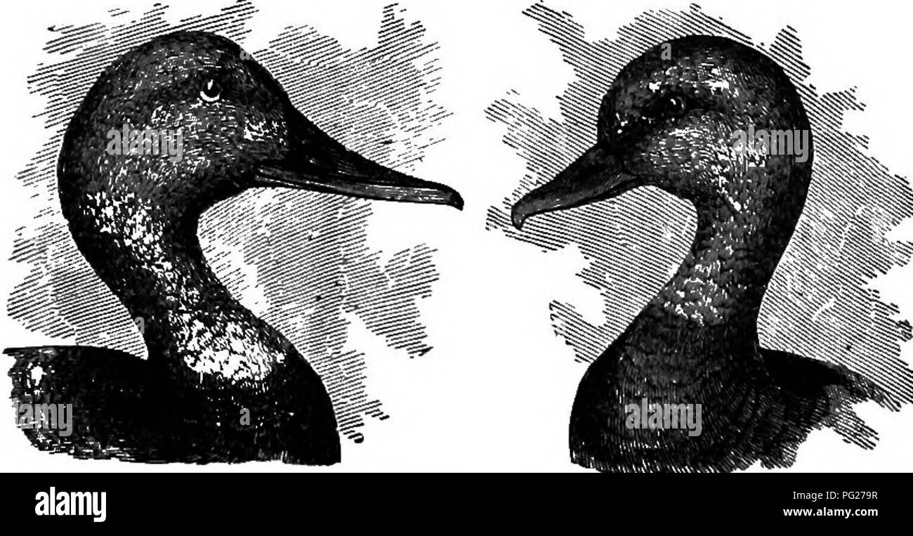 This key provides detailed descriptions of North American bird species ...