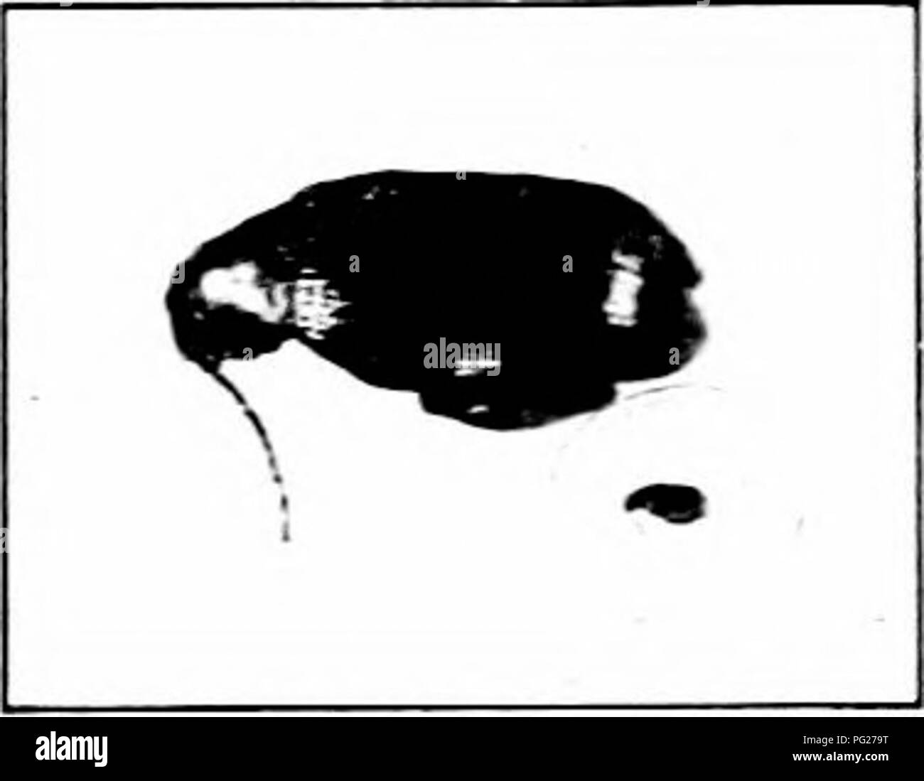 This work provides an overview of various insect pests affecting ...