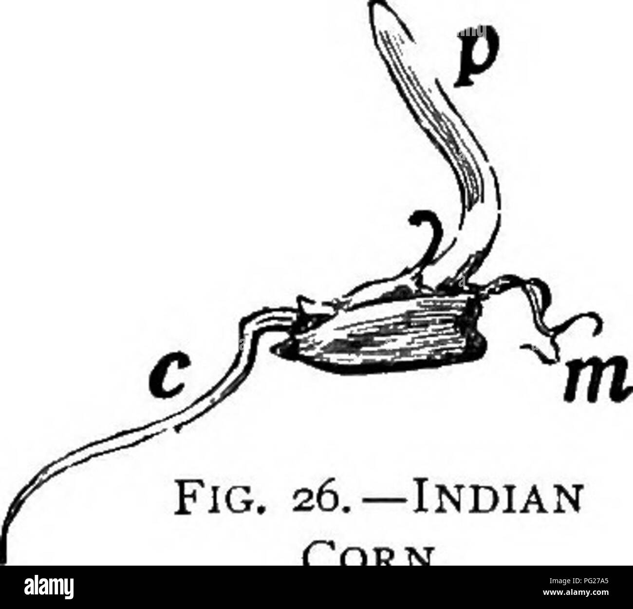 Corn Kernel Section High Resolution Stock Photography and Images - Alamy