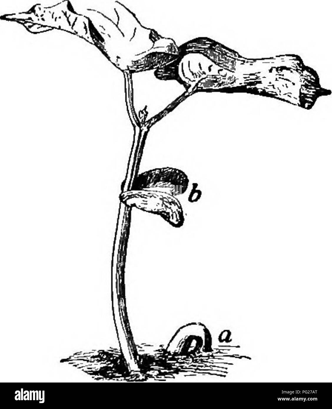 This beginner’s guide to botany explores plant growth, seed germination ...