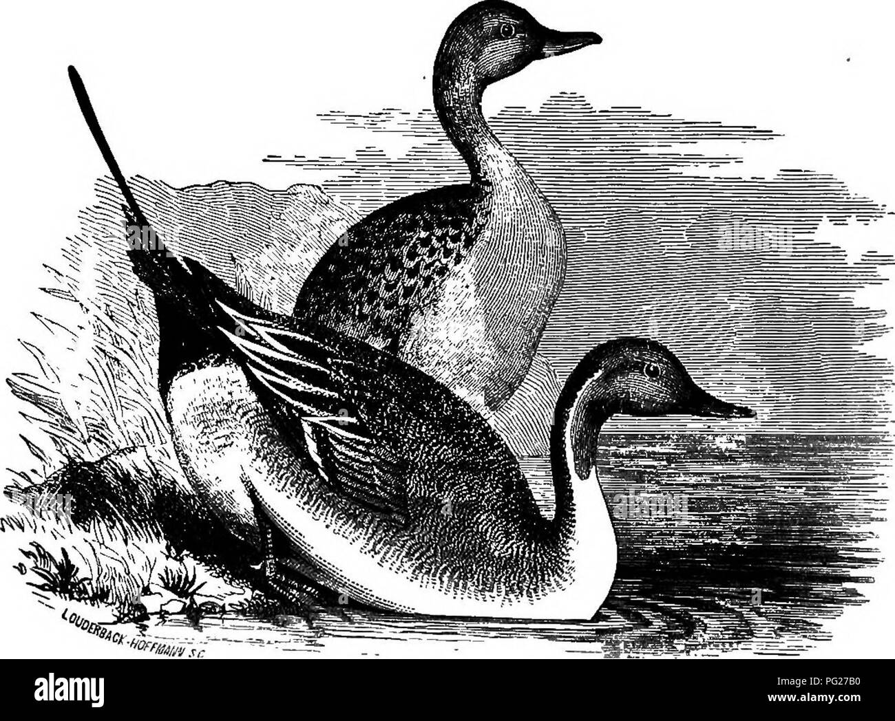 Dusky duck hi-res stock photography and images - Alamy