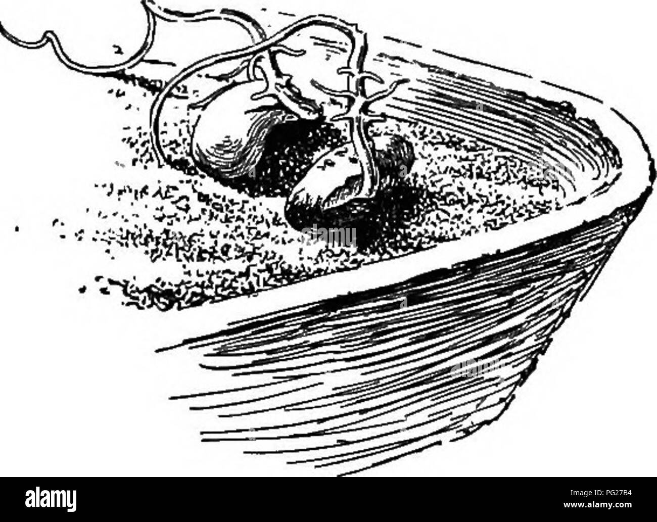 This introduction to botany covers seed germination processes ...