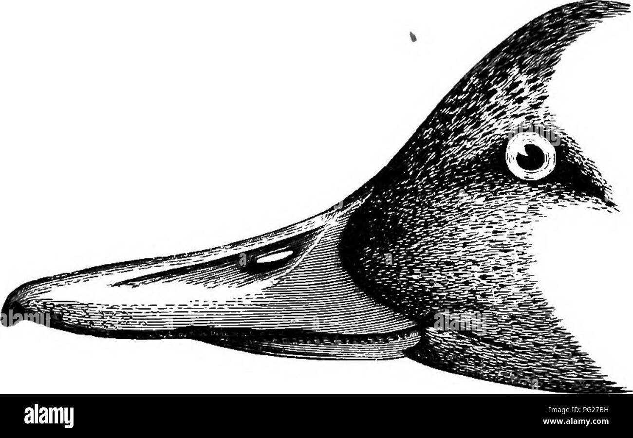 A detailed ornithological guide to North American bird species ...