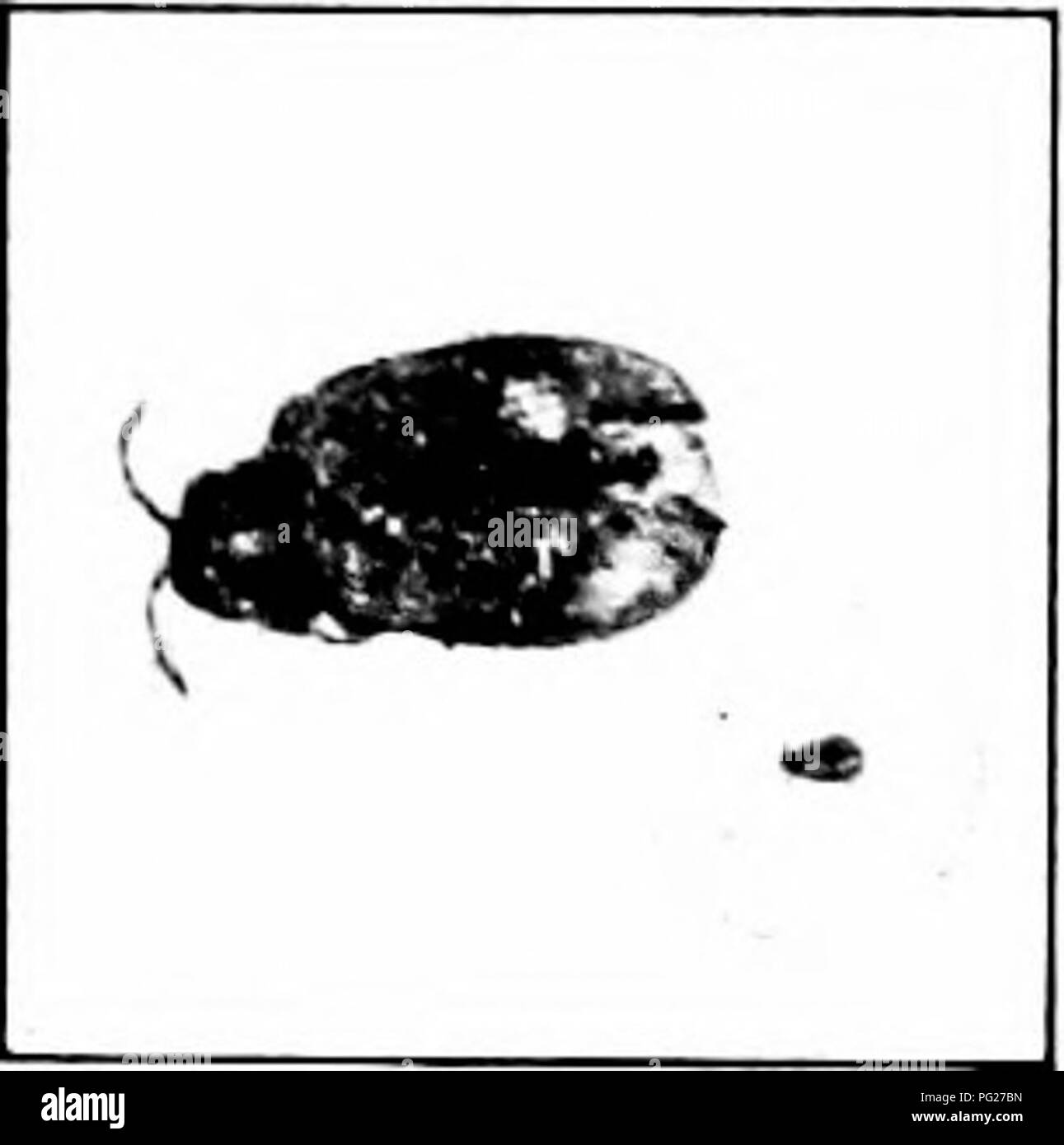 Beetles band Black and White Stock Photos & Images - Alamy