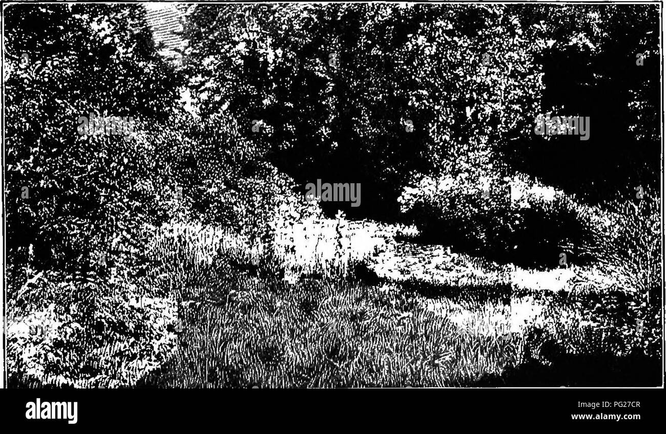 This image illustrates plant colonies, showing how certain plants, like ...