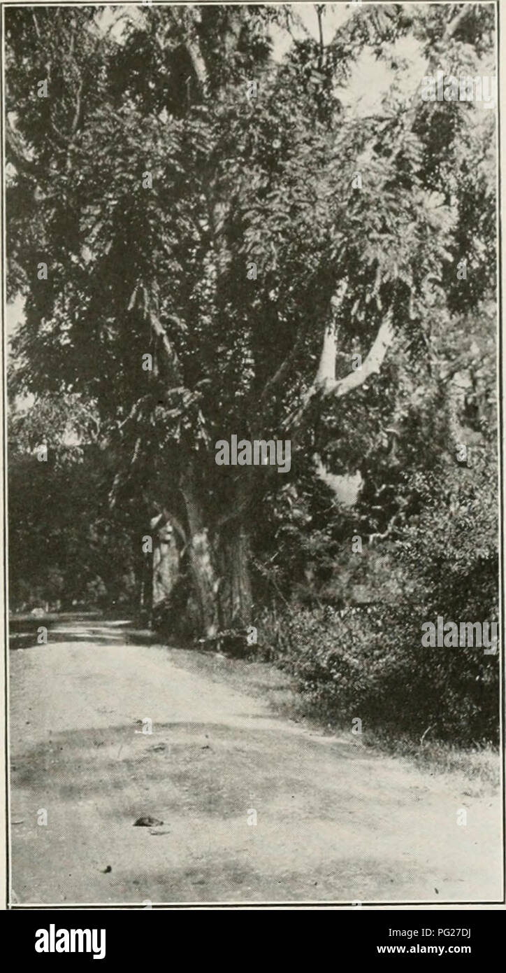 This periodical discusses the cigar box cedar tree, its varieties, uses ...