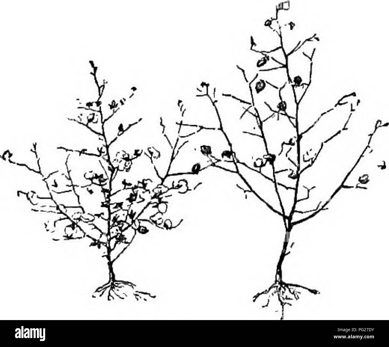 This introductory book on botany covers the essential concepts of plant ...