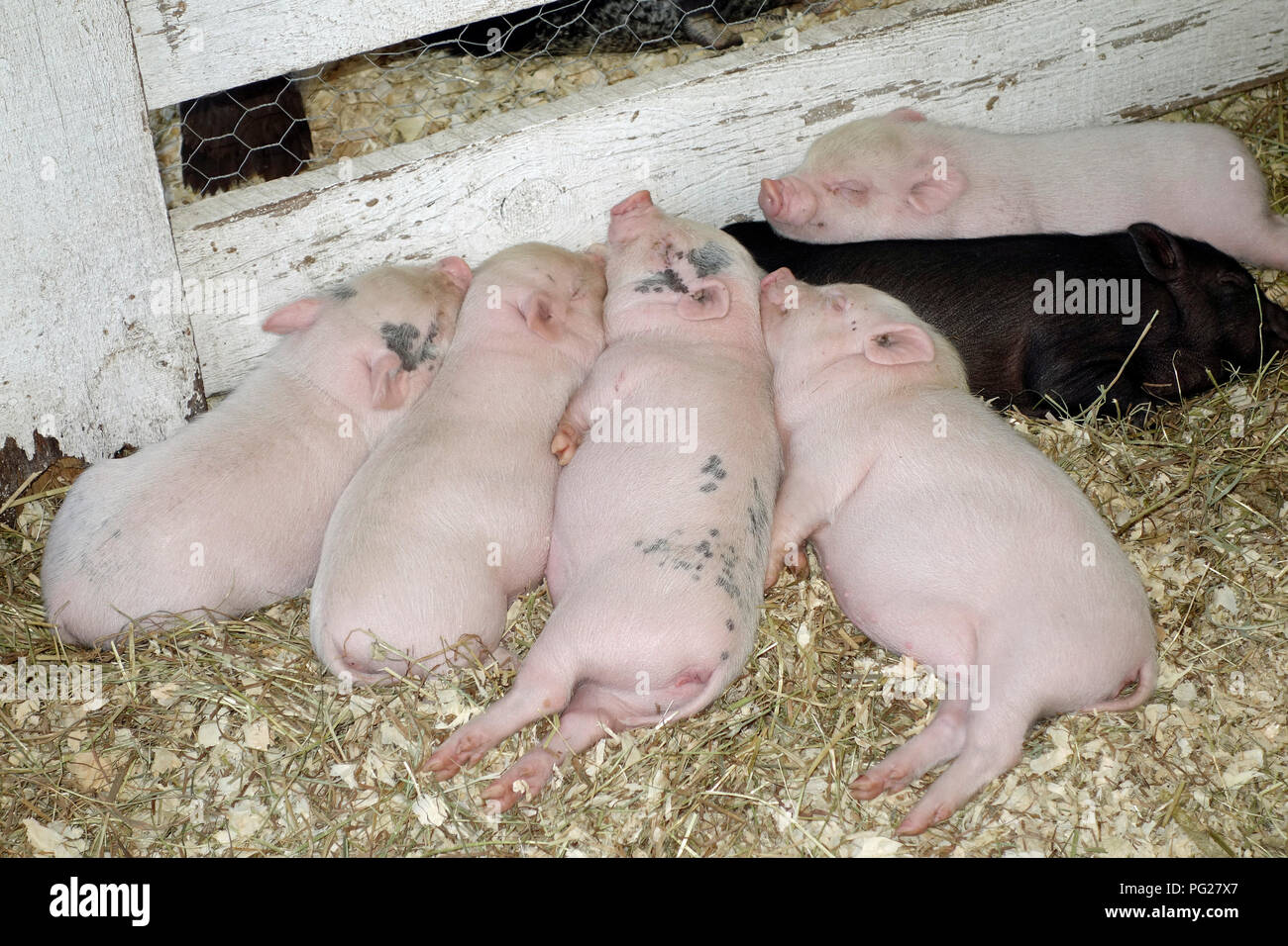 Six piglets hi-res stock photography and images - Alamy