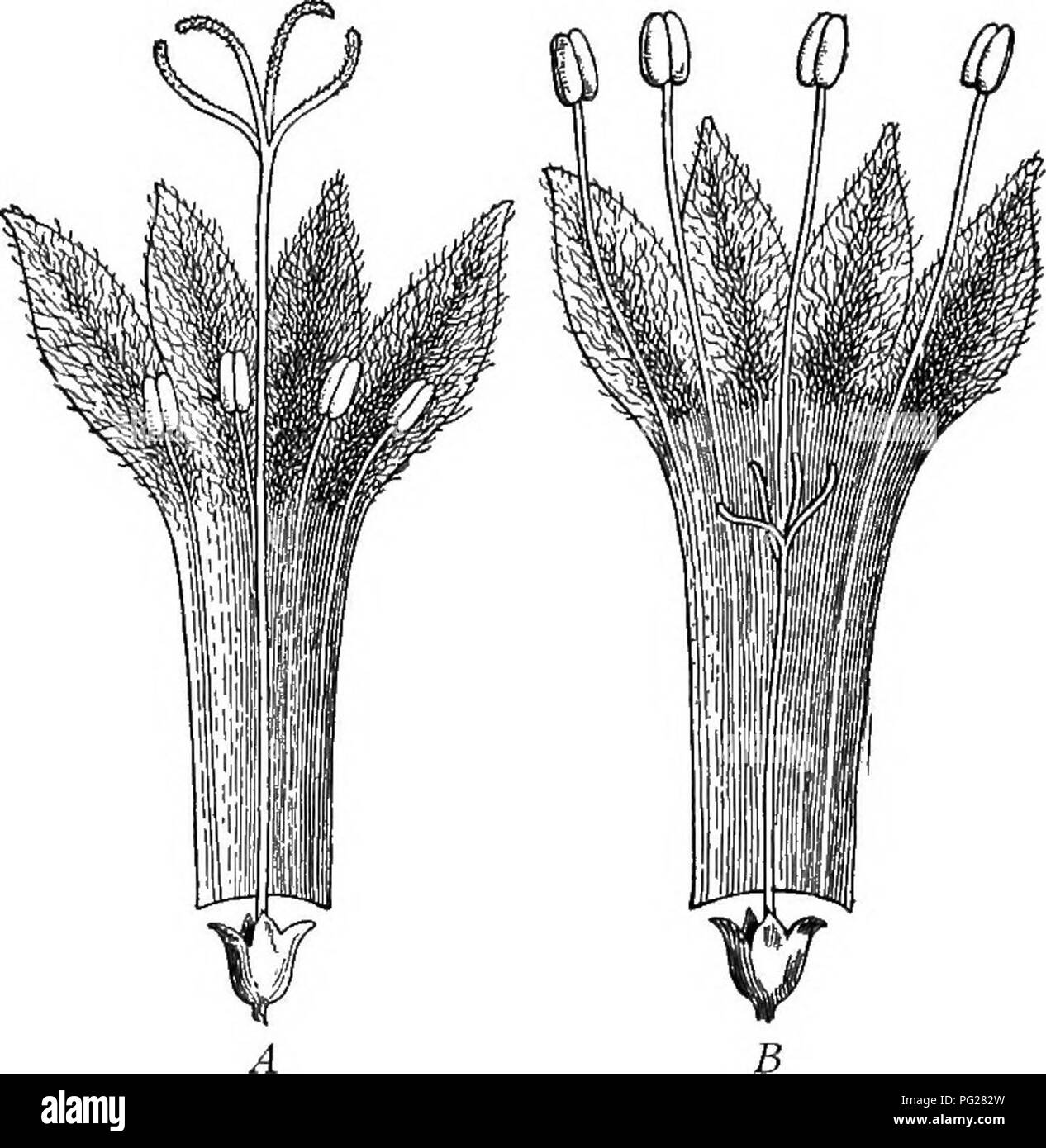 This botany textbook provides in-depth knowledge about the relationship ...
