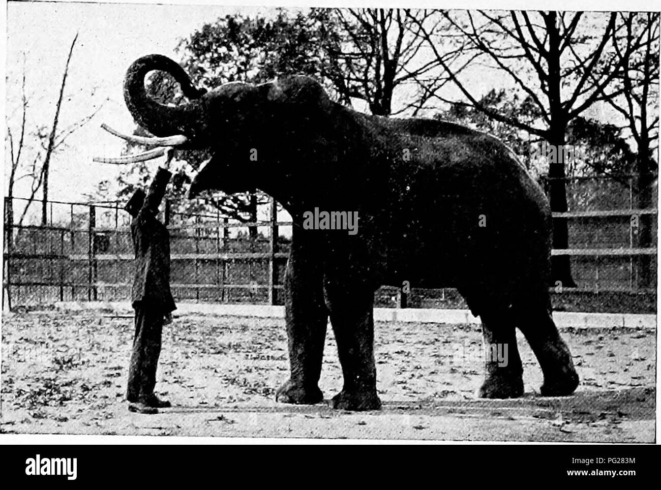 The guide to the New York Zoological Park highlights the first Indian ...