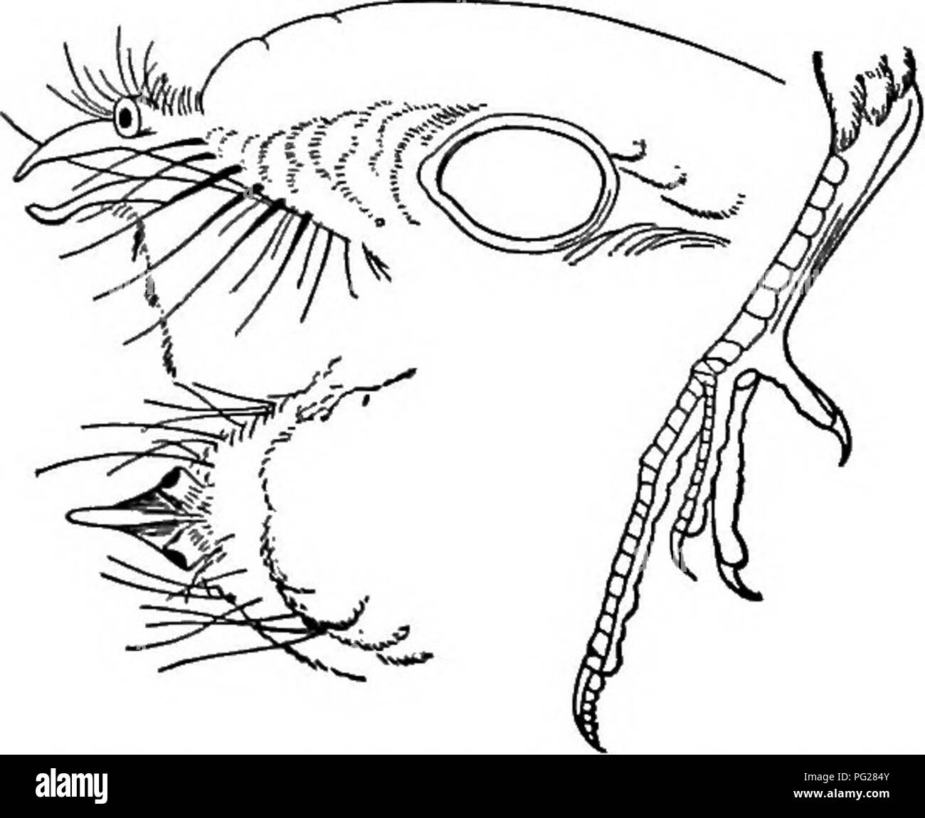 . Key to North American birds. Containing a concise account of every ...