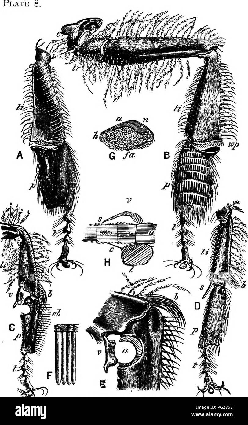 This detailed illustration shows magnified views of the legs of a ...