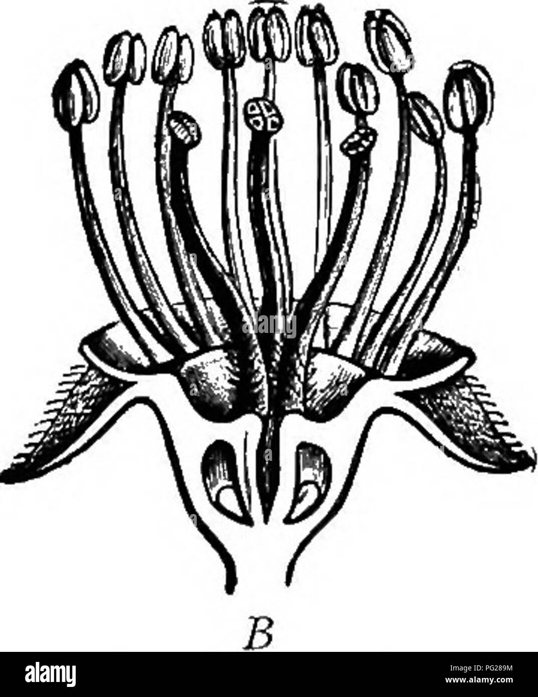 This textbook on botany for secondary schools includes detailed ...