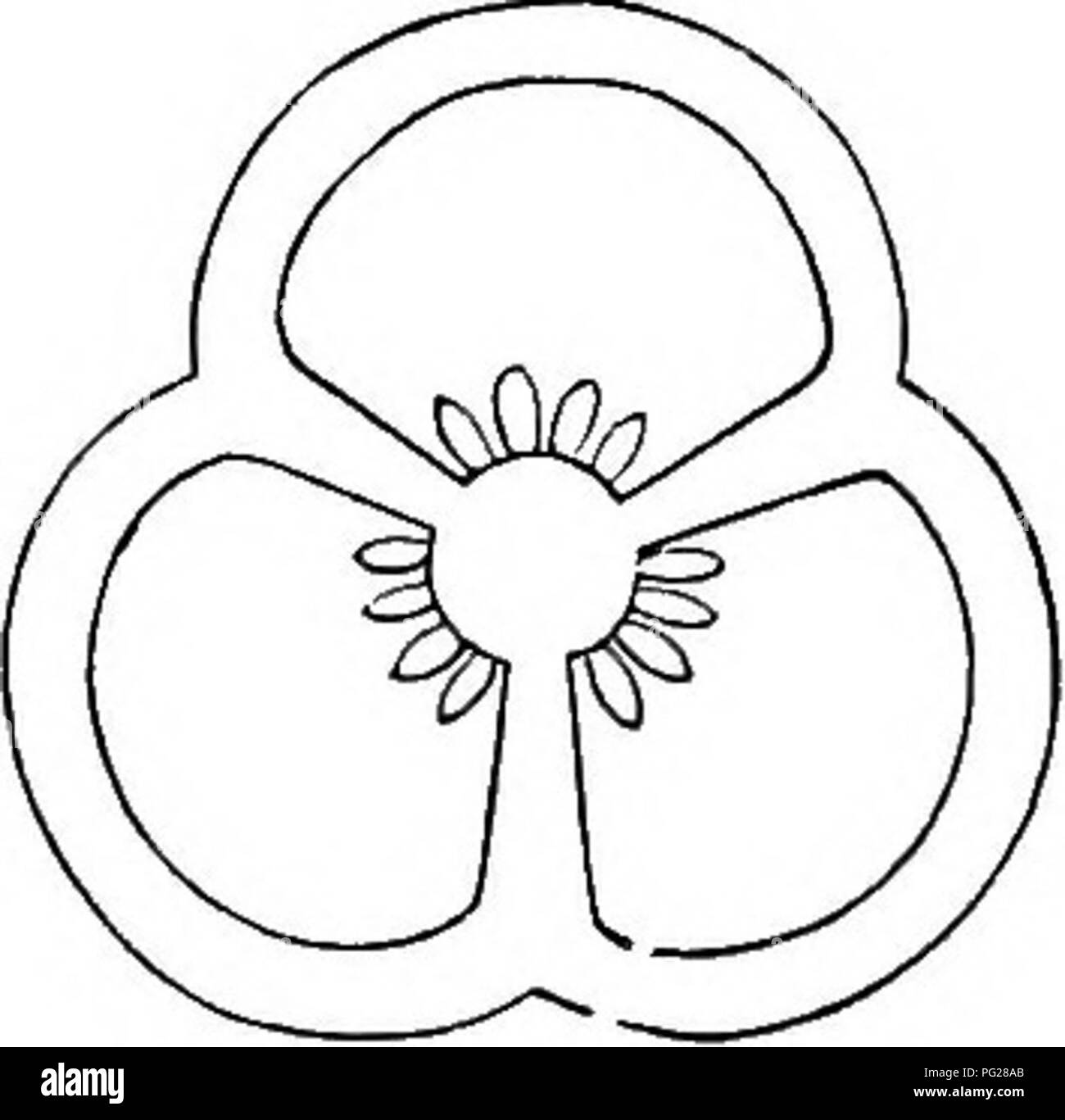 This textbook focuses on the anatomy of angiosperm ovules and their ...