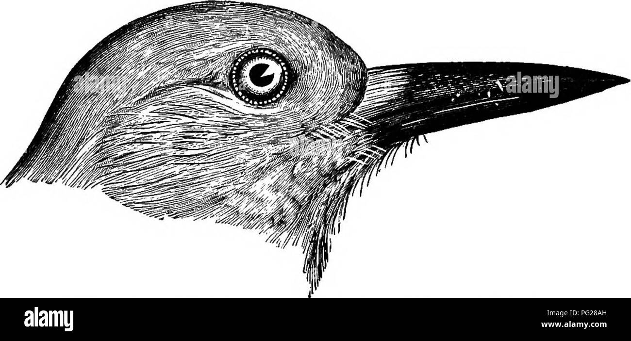 Corvine birds hi-res stock photography and images - Alamy