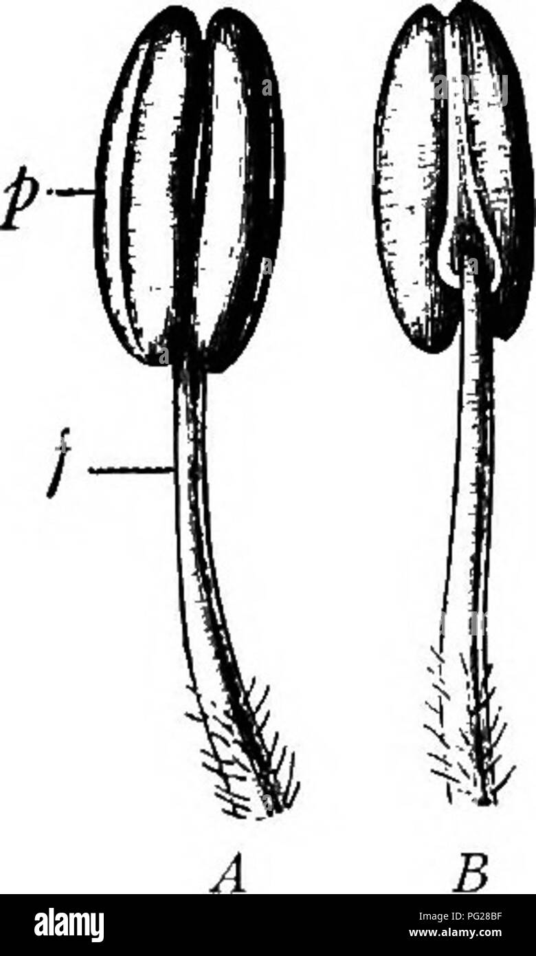 Cross section of the stamen Black and White Stock Photos & Images - Alamy