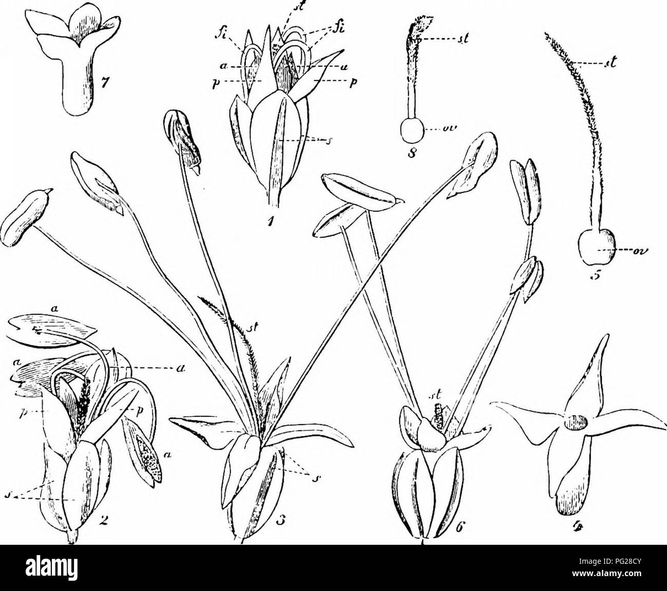 Insect reproductive mechanisms Cut Out Stock Images & Pictures - Alamy