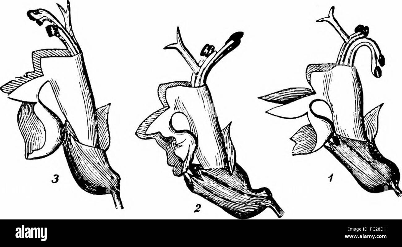 Bee bees insect insects pollination Black and White Stock Photos ...