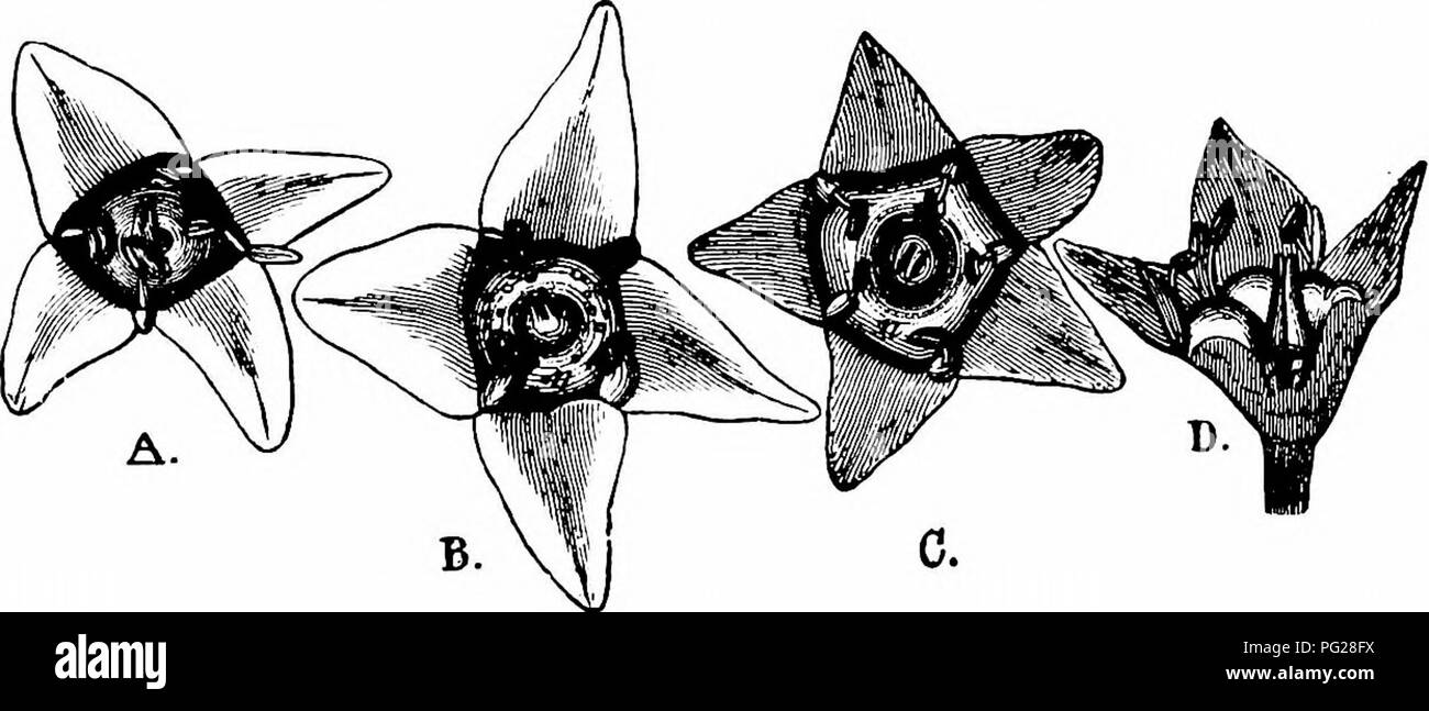 Cross pollination project hi-res stock photography and images - Alamy