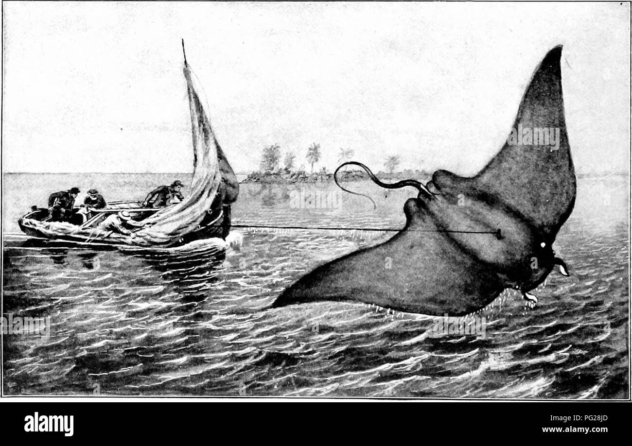 Tic en hi-res stock photography and images - Alamy