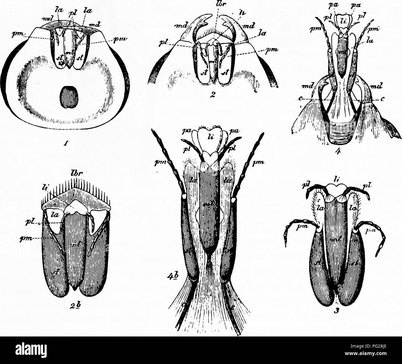 This work explores flower pollination, focusing on insect interactions ...