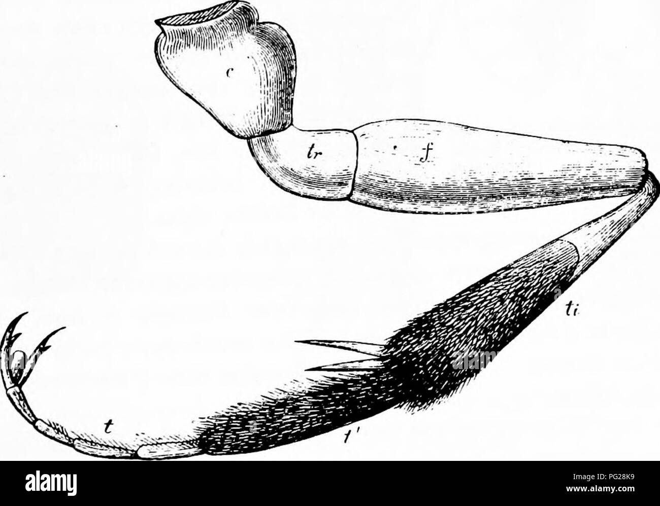 Femur trochanter Black and White Stock Photos & Images - Alamy