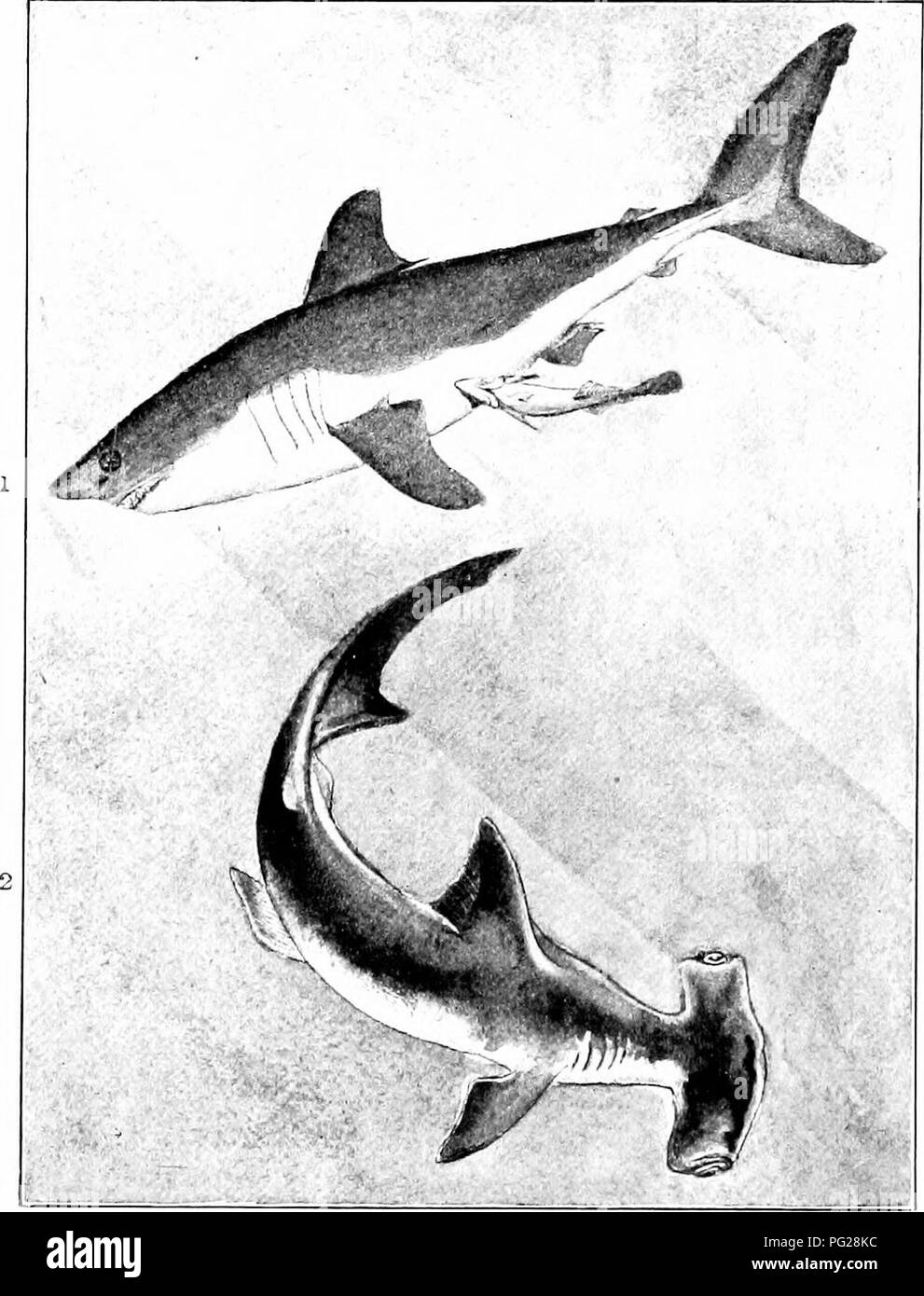 Shark Internal Diagram Showing The Evolution Of