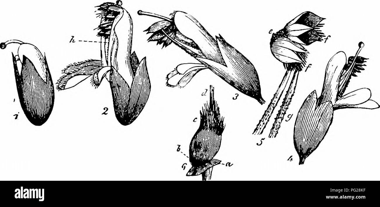 Wind pollination Black and White Stock Photos & Images - Alamy