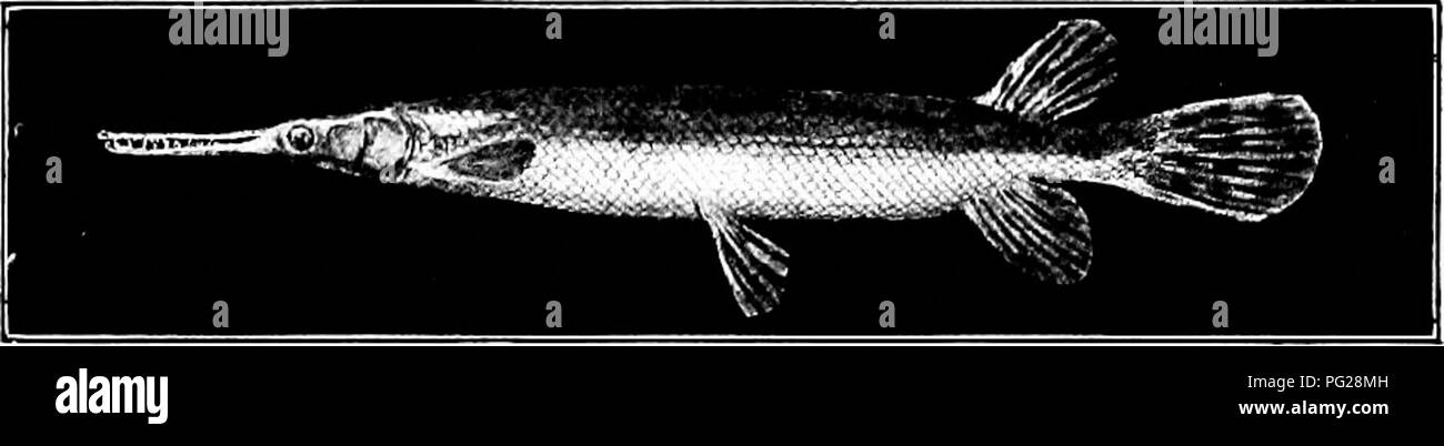 This text discusses the Gar Fish and Alligator Gar, emphasizing their ...