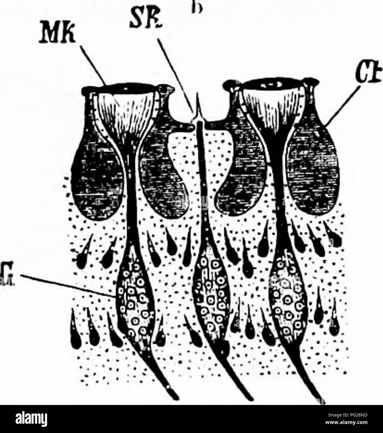 This handbook, based on Hermann Müller's research, explores the ...
