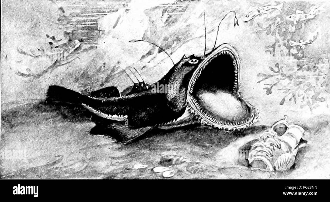 This chapter focuses on the group known as foot-fishes, a category of ...