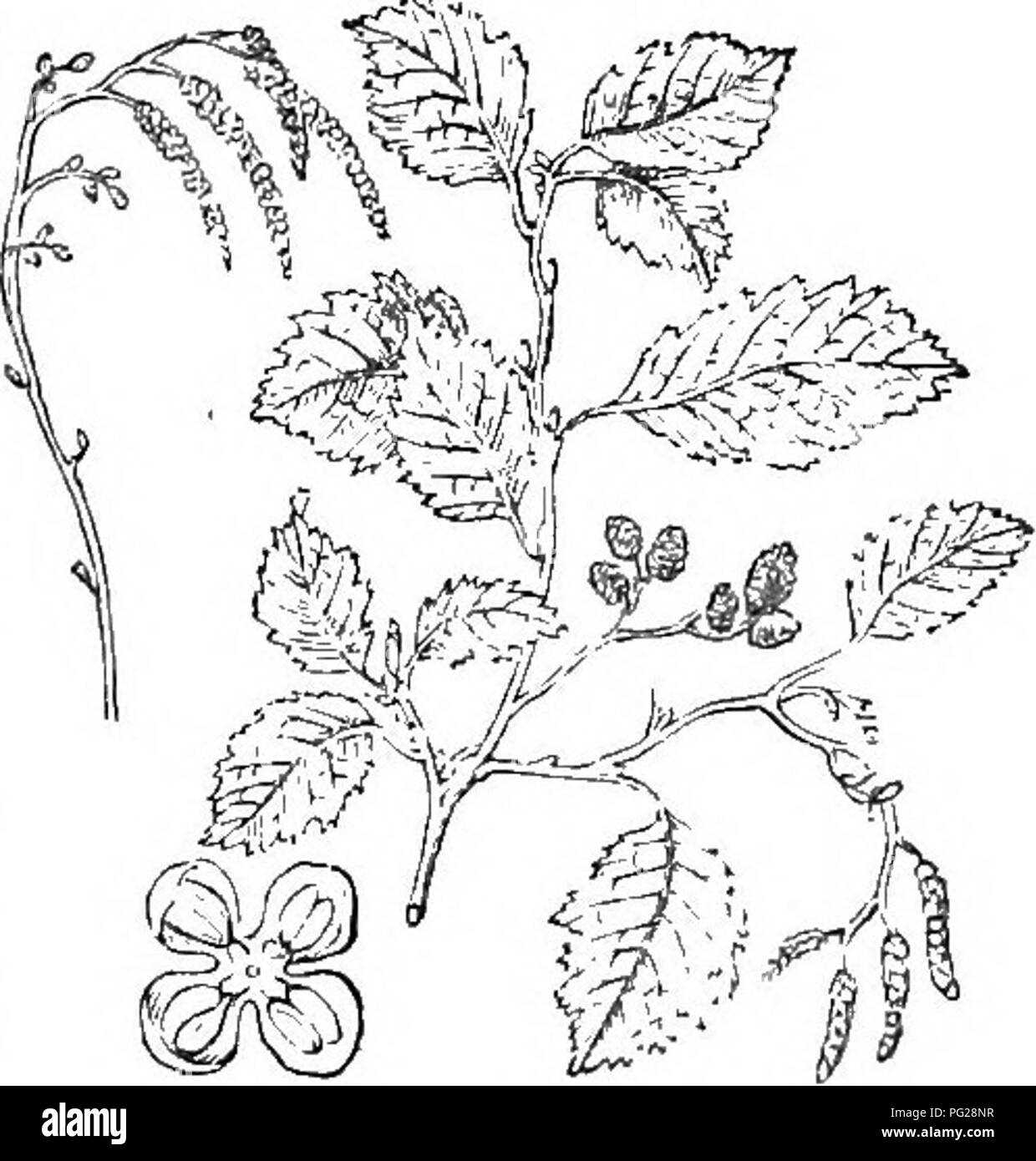 A concise version of the comprehensive British arboretum, offering ...