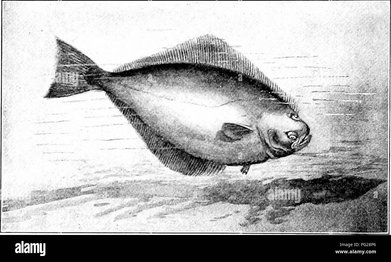 This work provides an extensive overview of North American flatfish ...