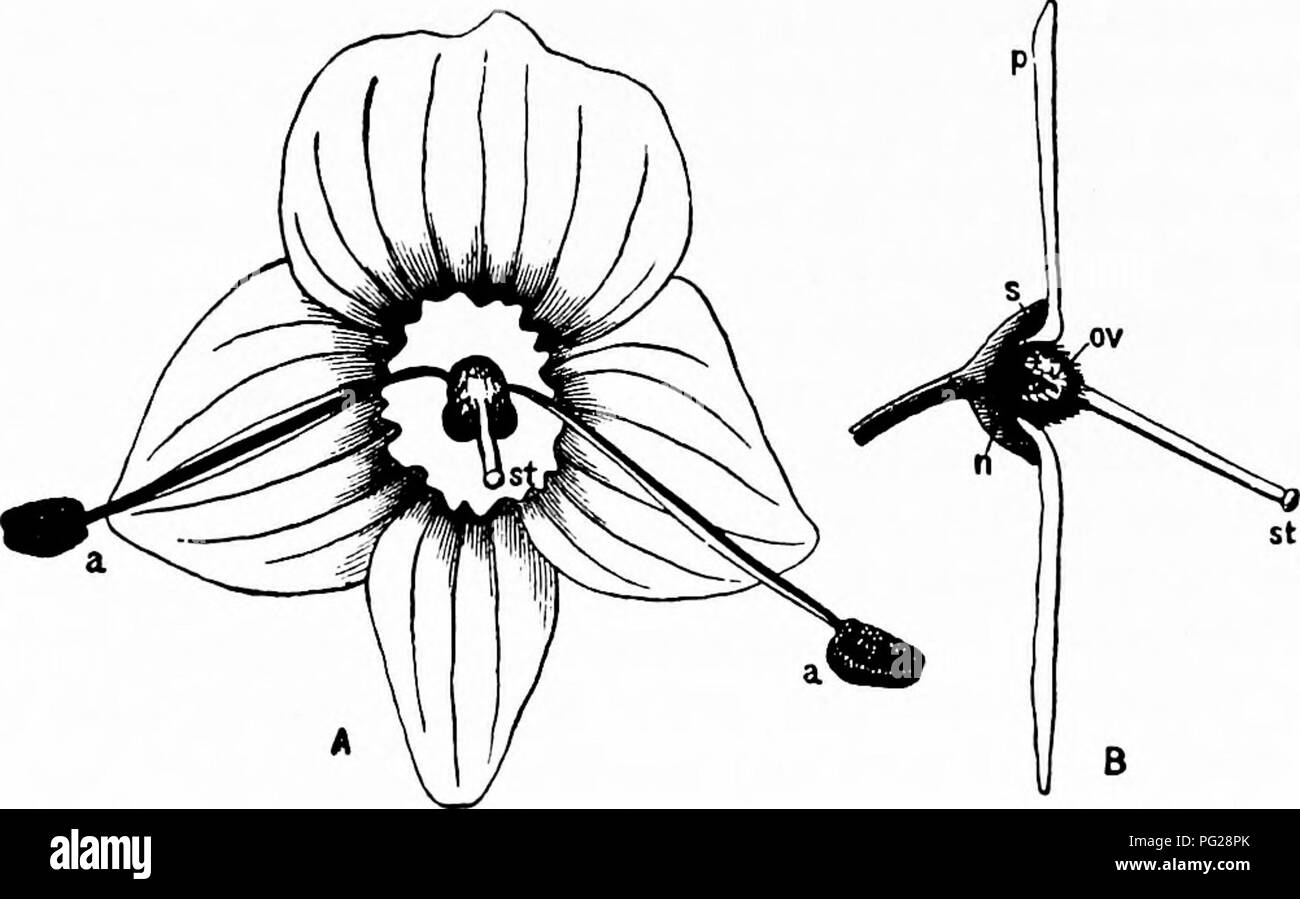 Veronica latifolia hi-res stock photography and images - Alamy