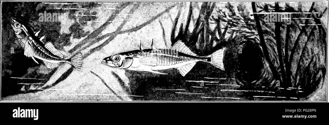 Shoulder girdles hi-res stock photography and images - Alamy