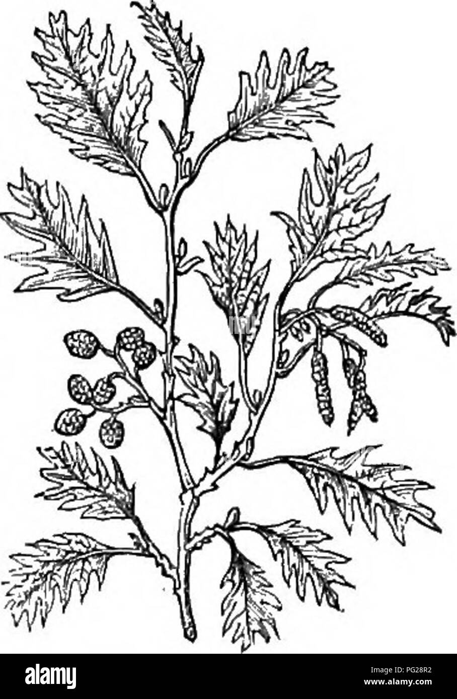 Tetrandria hi-res stock photography and images - Alamy