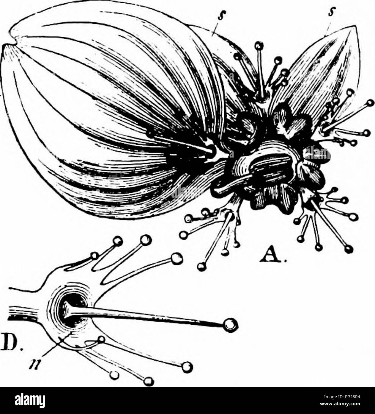 . Handbook of flower pollination : based upon Hermann Mu?ller's work ...