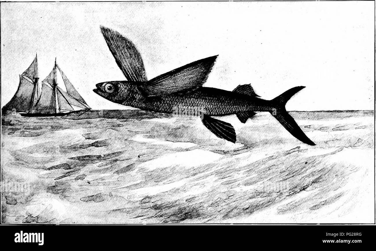 This chapter from *The American Natural History* explores the flying ...