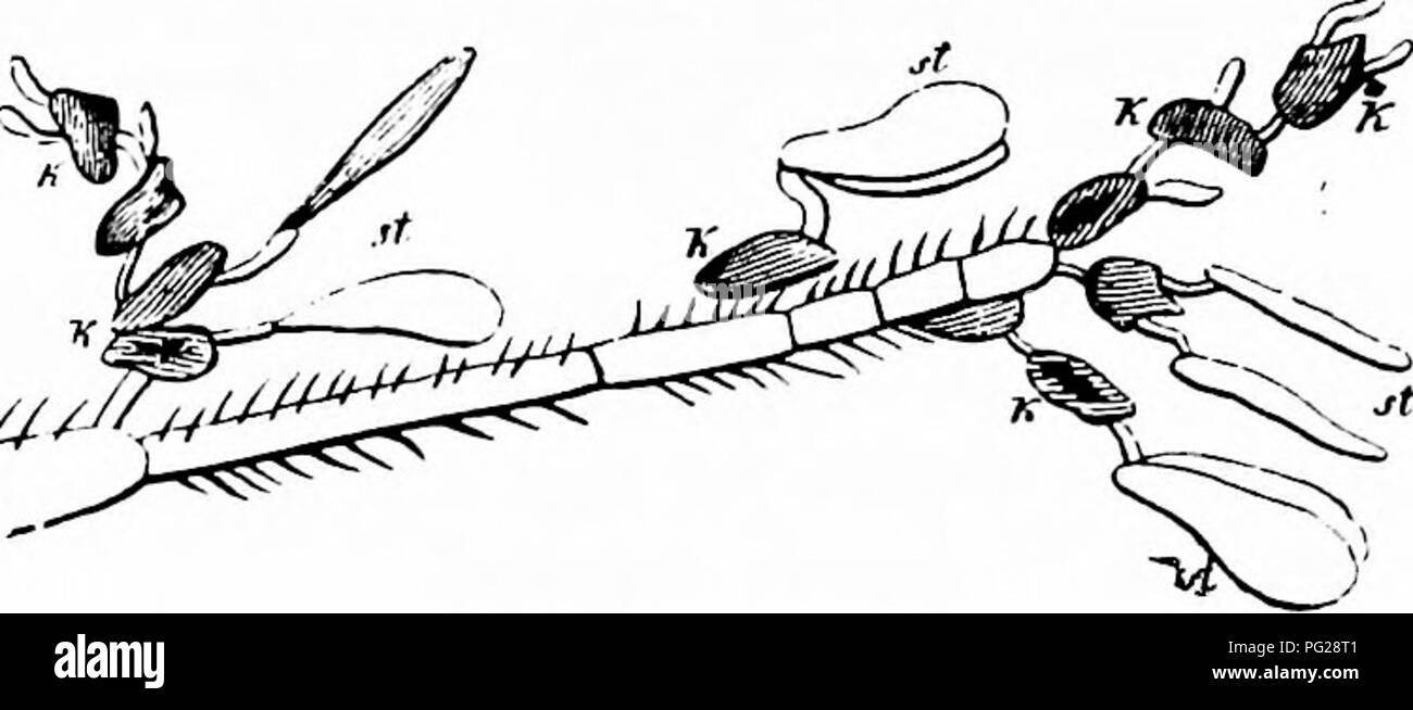 This manual on flower pollination is based on Hermann Müller’s work ...