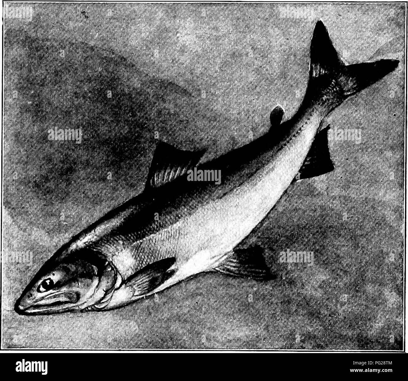 . The American natural history; a foundation of useful knowledge of the ...