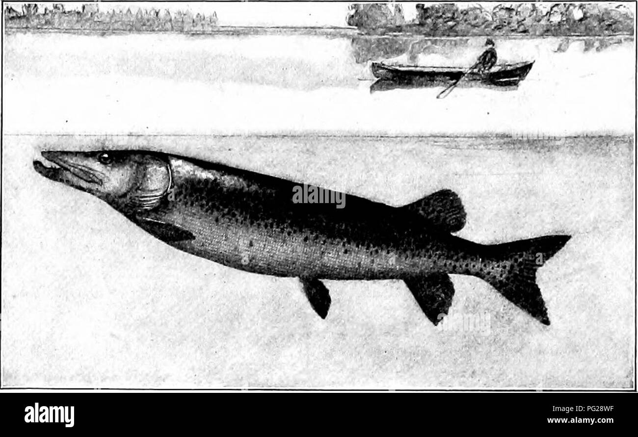 Spiny finned fishes hi-res stock photography and images - Alamy