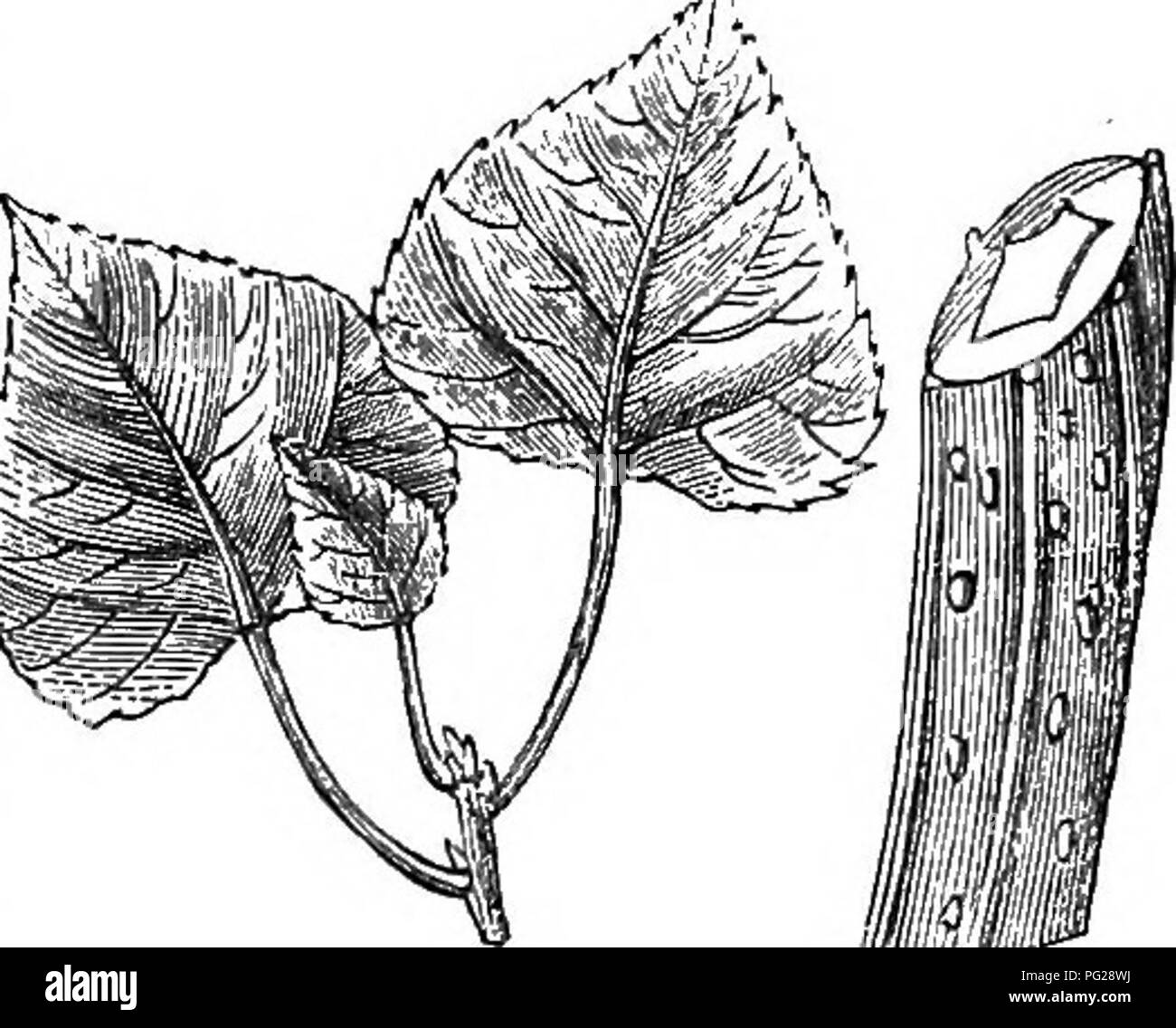 Angular branches Black and White Stock Photos & Images - Alamy