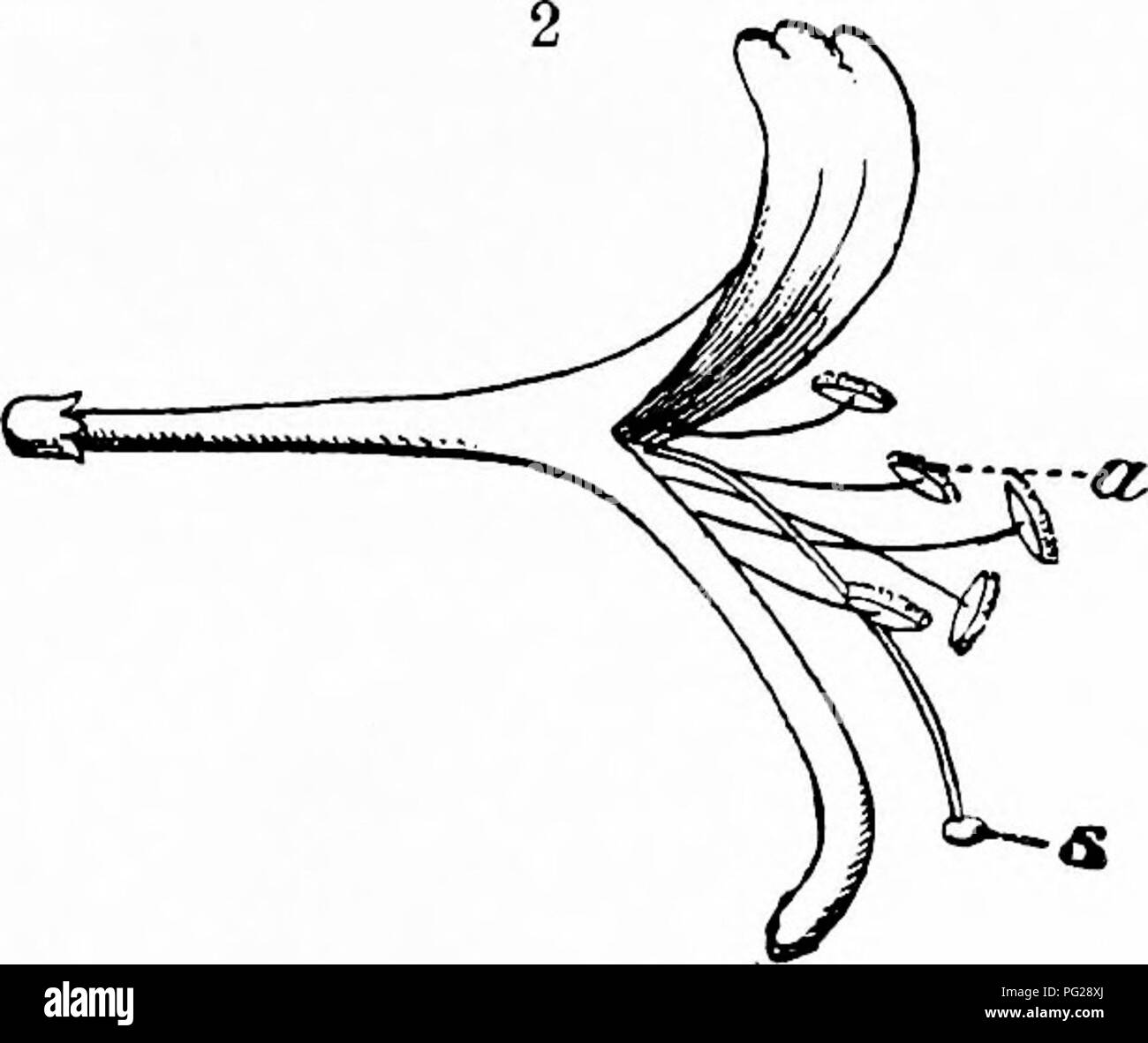 This handbook provides a detailed look at flower pollination, focusing ...