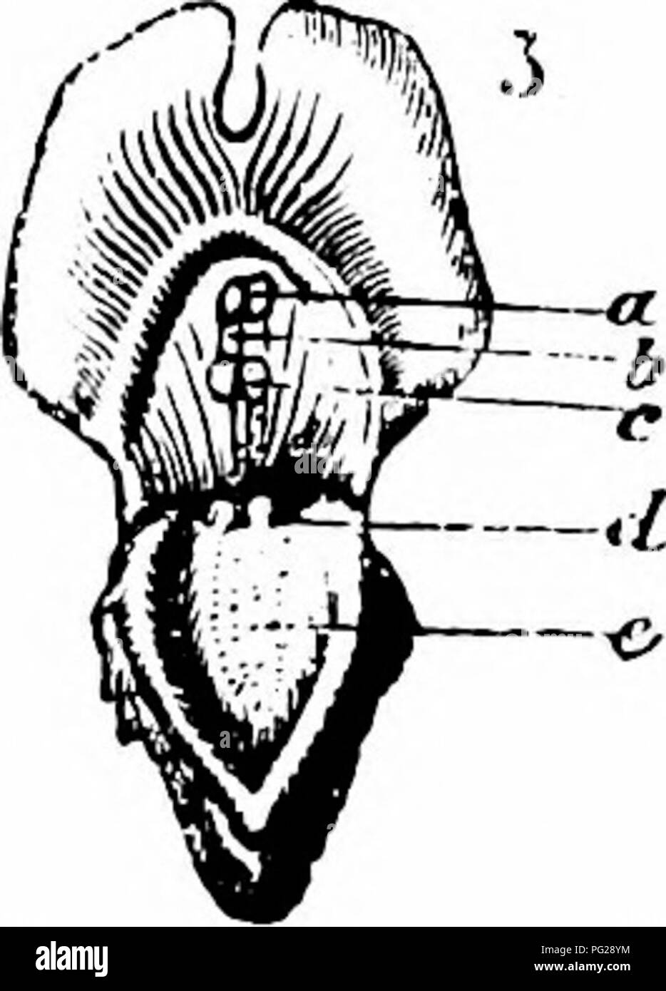 Nectar guide hi-res stock photography and images - Alamy